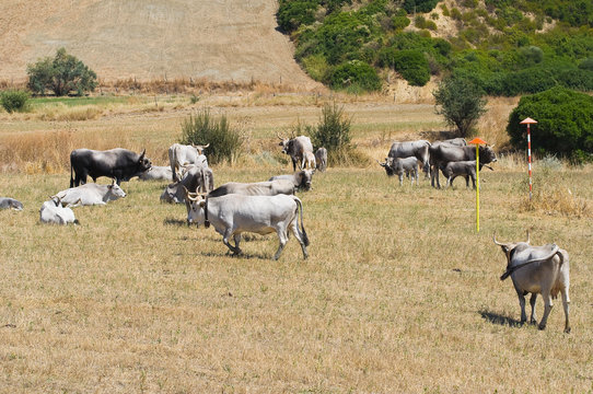 รูปภาพRuminant – เลือกดูภาพถ่ายสต็อก เวกเตอร์ และวิดีโอ70,439 | Adobe Stock