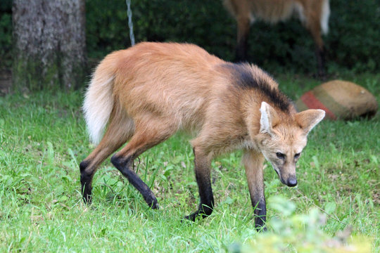 「Caniforms」の写真素材 | 5,130件の無料イラスト画像 | Adobe Stock
