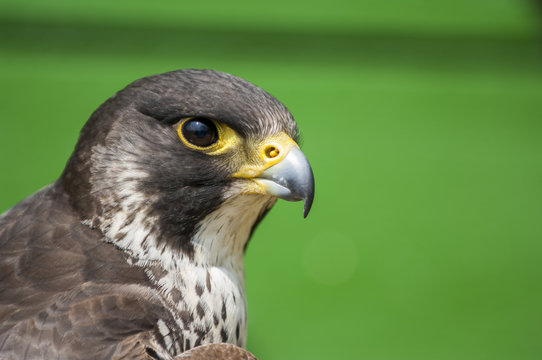 Falke Images – Browse 53 Stock Photos, Vectors, and Video | Adobe Stock