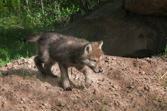 Scared Wolf Pup