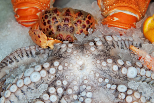 Krevette bilder – Bläddra bland 300 stockfoton, vektorer och videor ...