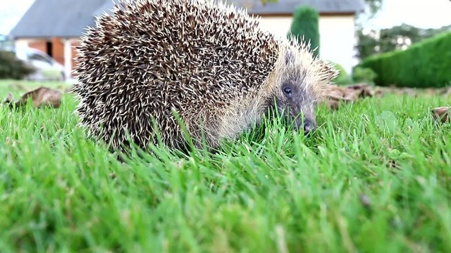 Hérisson Images – Browse 1,576 Stock Photos, Vectors, and Video | Adobe ...