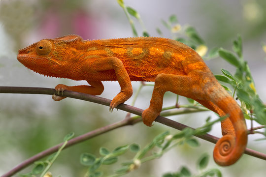Orange Chameleon