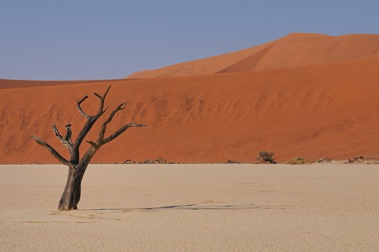 「Acacieae」の画像 - 776 件の Stock 写真、ベクターおよびビデオ | Adobe Stock