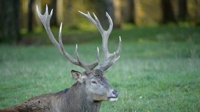 "Red Deer" Images – Browse 70,720 Stock Photos, Vectors, and Video ...