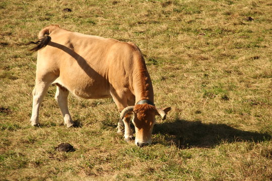 รูปภาพRumiar – เลือกดูภาพถ่ายสต็อก เวกเตอร์ และวิดีโอ147 | Adobe Stock