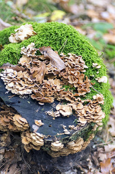 Destruenten Bilder – Durchsuchen 1,496 Archivfotos, Vektorgrafiken und ...