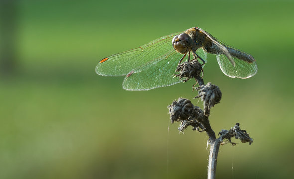รูปภาพOdonate – เลือกดูภาพถ่ายสต็อก เวกเตอร์ และวิดีโอ47,478 | Adobe Stock