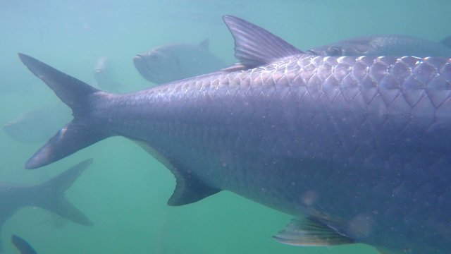 Tarpon Images – Browse 1,800 Stock Photos, Vectors, and Video | Adobe Stock