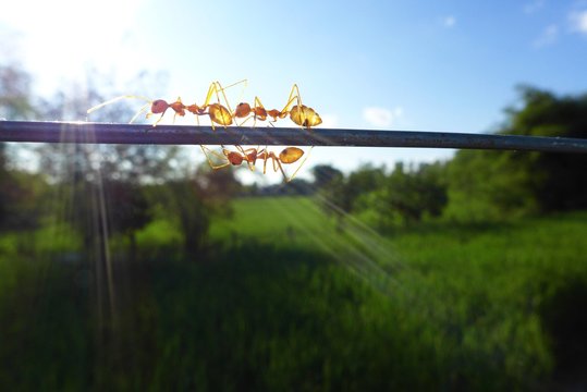 "Big Ants" Images – Browse 55 Stock Photos, Vectors, and Video | Adobe Stock