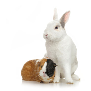 Nain Images – Browse 48 Stock Photos, Vectors, and Video | Adobe Stock