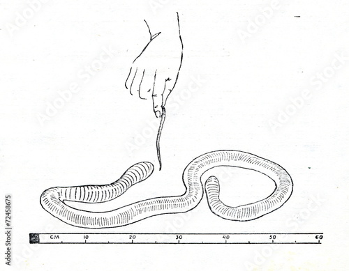 "Giant Gippsland earthworm (Megascolides australis)" Stock photo and ...
