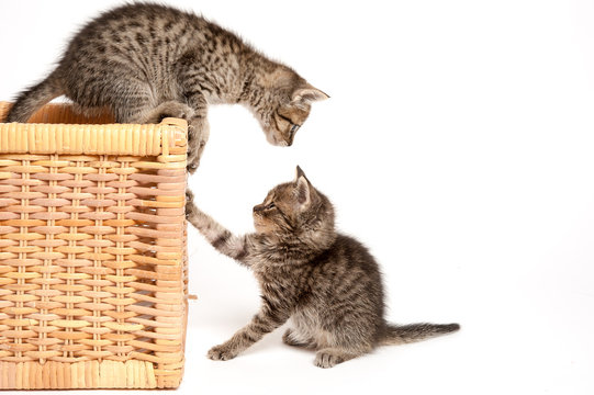 Katzenkampf Images – Browse 6 Stock Photos, Vectors, and Video | Adobe ...