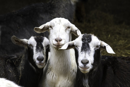 "Three Goats" Images – Browse 20 Stock Photos, Vectors, and Video ...