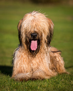 Briard Images – Browse 2,492 Stock Photos, Vectors, and Video | Adobe Stock