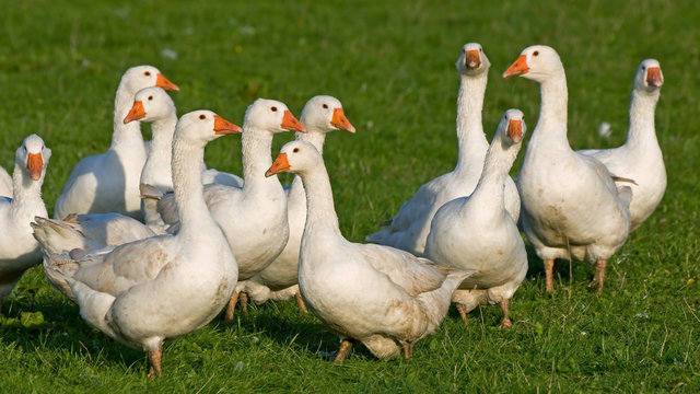 Mastgans Images – Browse 12 Stock Photos, Vectors, and Video | Adobe Stock