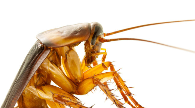 Cancrelat Images – Browse 74 Stock Photos, Vectors, and Video | Adobe Stock