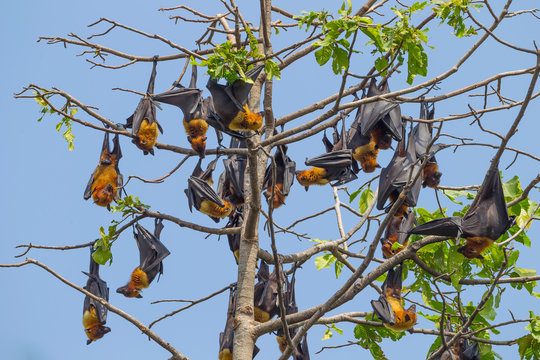 รูปภาพPteropus – เลือกดูภาพถ่ายสต็อก เวกเตอร์ และวิดีโอ3,027 | Adobe Stock