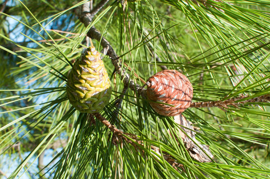 Pigne Images – Browse 2,632 Stock Photos, Vectors, and Video | Adobe Stock