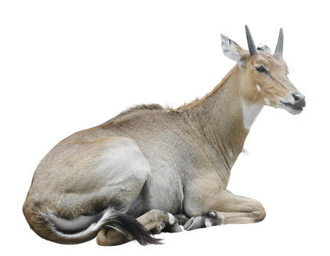 Nilgai 이미지 – 찾아보기 2,186 스톡 사진, 벡터 및 비디오 | Adobe Stock