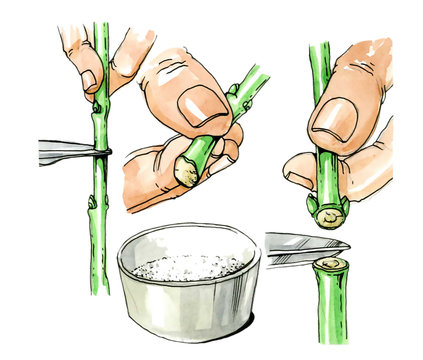 Imagens de Propagule – Explore Fotografias do Stock, Vetores e Vídeos ...