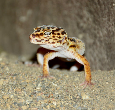 Dwarf Leopard Gecko