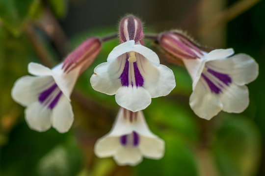 Chirita Images – Browse 52 Stock Photos, Vectors, and Video | Adobe Stock