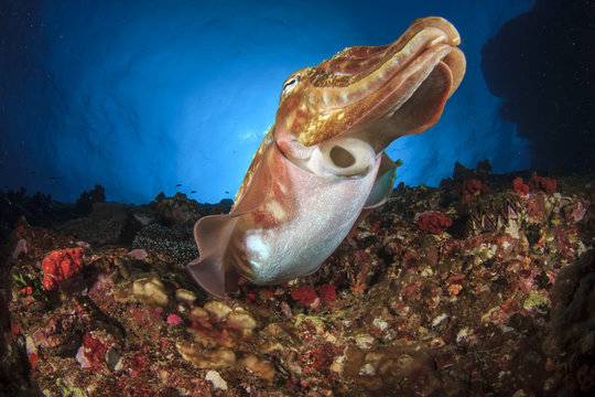 รูปภาพCattlefish – เลือกดูภาพถ่ายสต็อก เวกเตอร์ และวิดีโอ53,270 | Adobe ...