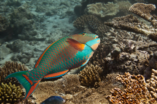 รูปภาพPollyfish – เลือกดูภาพถ่ายสต็อก เวกเตอร์ และวิดีโอ6,968 | Adobe Stock