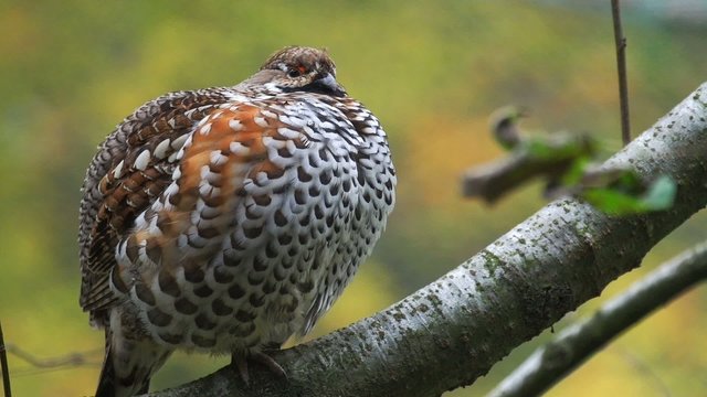 Haselhuhn Images – Browse 28 Stock Photos, Vectors, and Video | Adobe Stock