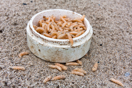 รูปภาพMaggot – เลือกดูภาพถ่ายสต็อก เวกเตอร์ และวิดีโอ51,026 | Adobe Stock