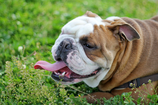 รูปภาพCanini – เลือกดูภาพถ่ายสต็อก เวกเตอร์ และวิดีโอ13,282 | Adobe Stock