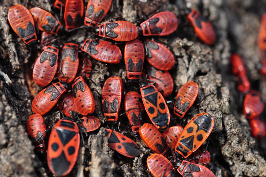 รูปภาพApterus – เลือกดูภาพถ่ายสต็อก เวกเตอร์ และวิดีโอ2,554 | Adobe Stock