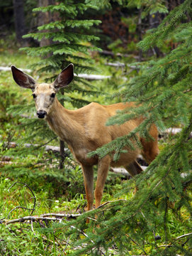 「Watabi」の写真素材 | 2件の無料イラスト画像 | Adobe Stock