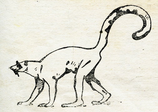 Notharctus Images – Browse 1 Stock Photos, Vectors, and Video | Adobe Stock