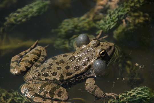 「Toat」の画像 - 287 件の Stock 写真、ベクターおよびビデオ | Adobe Stock