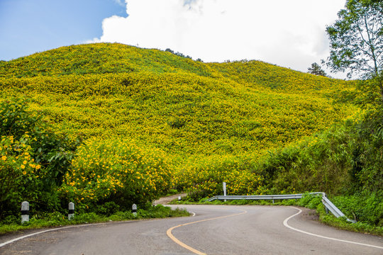 "Flower Road" Billeder – Gennemse 675 stockfotos, vektorer og videoer ...