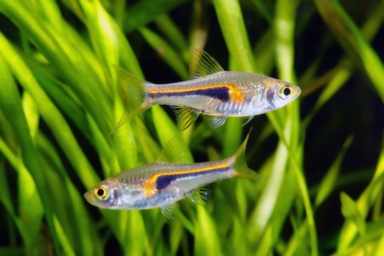Rasbora Tetra Fish