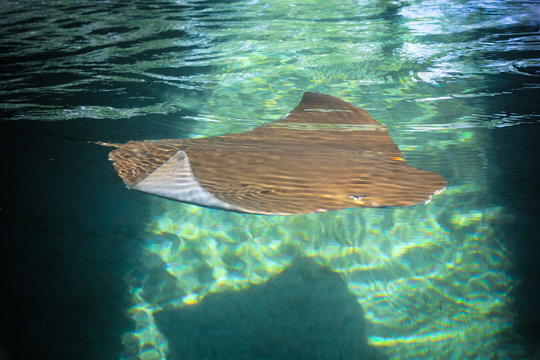 Mantarraya Images – Browse 206 Stock Photos, Vectors, and Video | Adobe ...