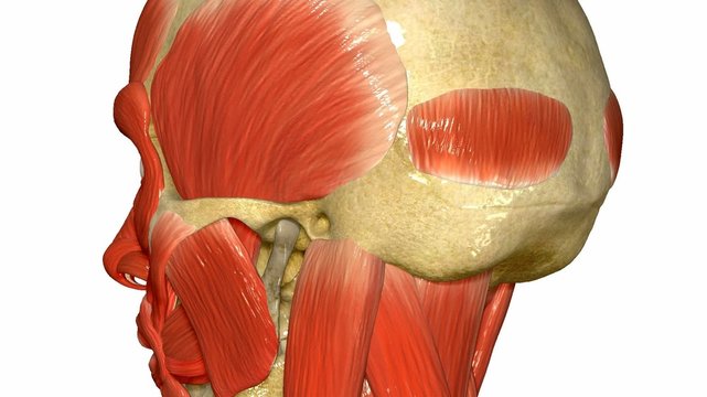 Jaw Muscles Images – Browse 2,044 Stock Photos, Vectors, and Video ...