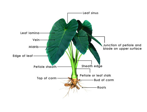 Taro Plant Corm