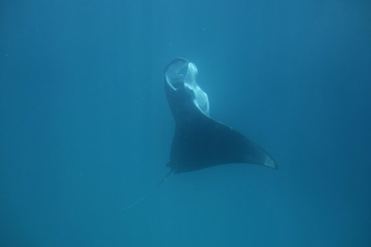 Riesenmanta Images – Browse 28 Stock Photos, Vectors, and Video | Adobe ...