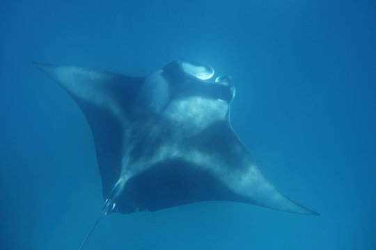 Riesenmanta Images – Browse 28 Stock Photos, Vectors, and Video | Adobe ...