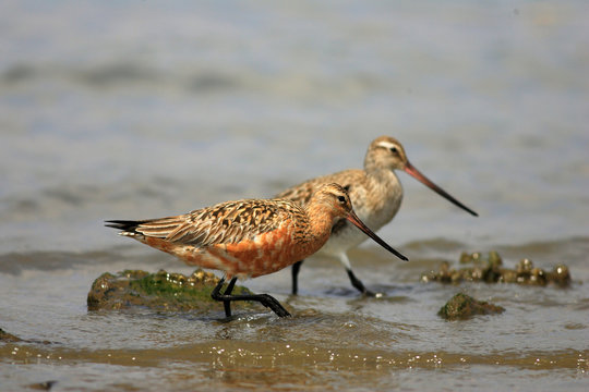 "Limosa Lapponica" Images – Browse 1,334 Stock Photos, Vectors, and ...