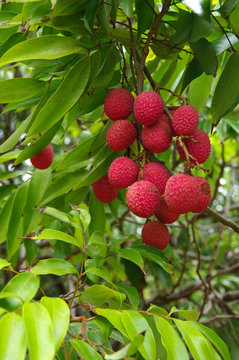 「Letchis」の画像 - 487 件の Stock 写真、ベクターおよびビデオ | Adobe Stock