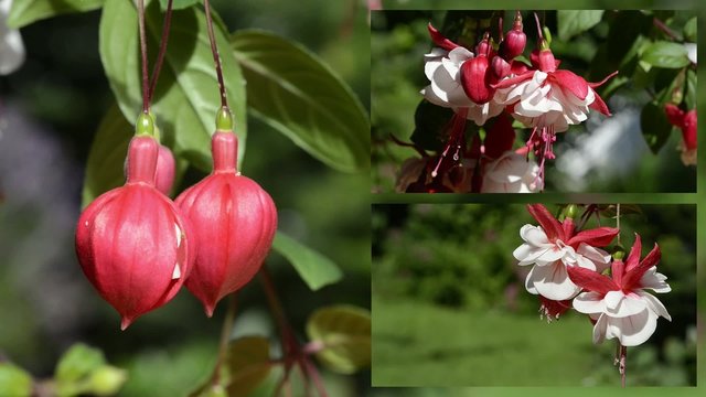 Fuchsien Images – Browse 386 Stock Photos, Vectors, and Video | Adobe Stock