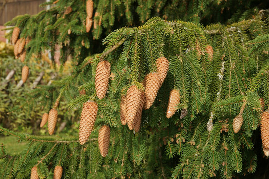 รูปภาพRottanne – เลือกดูภาพถ่ายสต็อก เวกเตอร์ และวิดีโอ182 | Adobe Stock