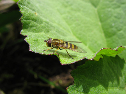 Sirfide Bilder – Durchsuchen 127 Archivfotos, Vektorgrafiken und Videos ...