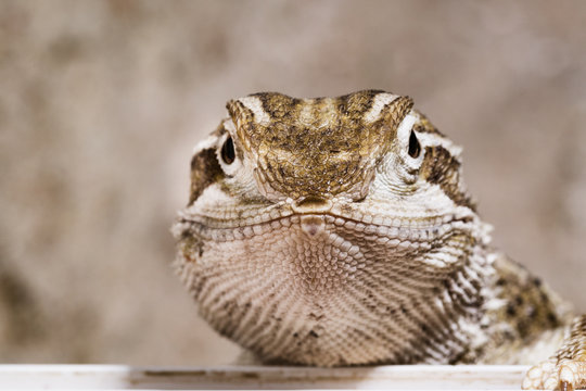 Scheusal Bilder – Durchsuchen 340 Archivfotos, Vektorgrafiken und ...