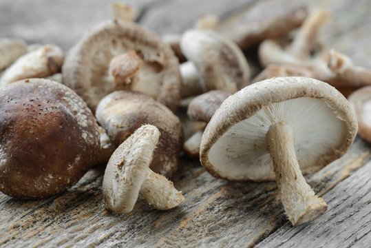 Imagens de Shitake – Explore Fotografias do Stock, Vetores e Vídeos de ...